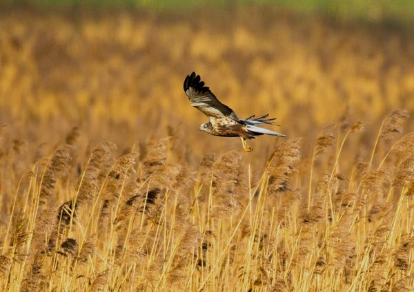 Marsh Harriers at The Great Fen | Stuartpics.co.uk - Photography by ...